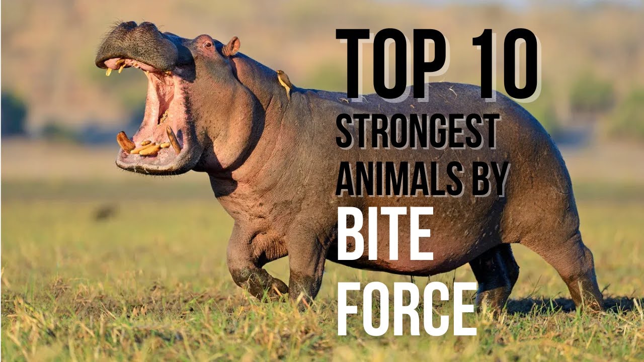 What's the Most Powerful Biter in the Animal Kingdom? - YouTube