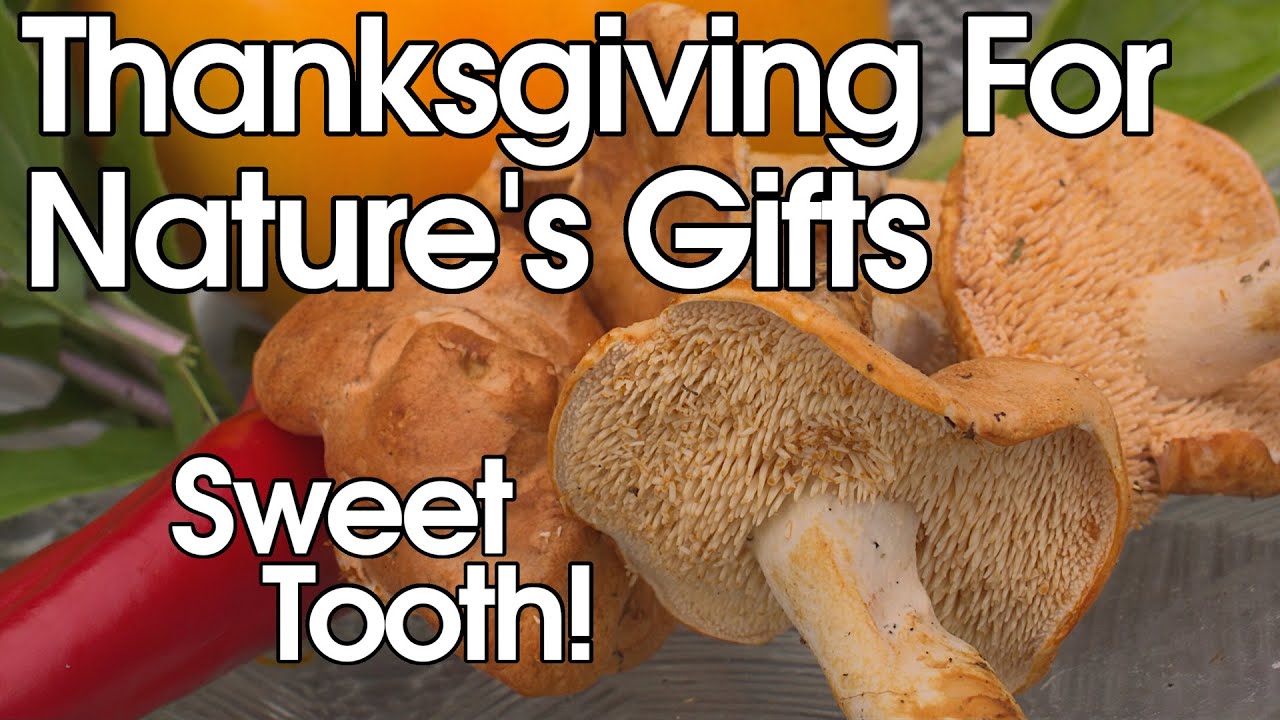 Thanksgiving For Nature's Gifts: Sweet Tooth Mushrooms! - YouTube