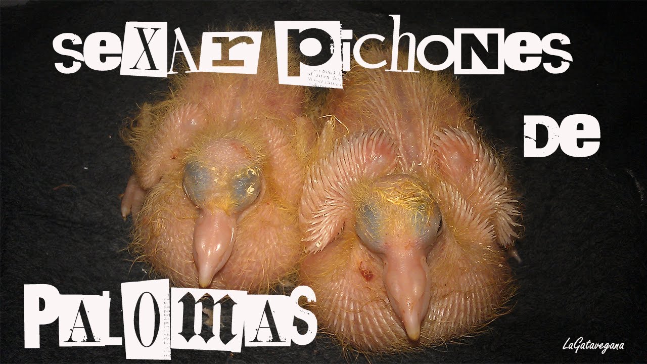 COMO SEXAR PICHONES DE PALOMA / DIFERENCIAR ENTRE MACHOS Y HEMBRAS ...