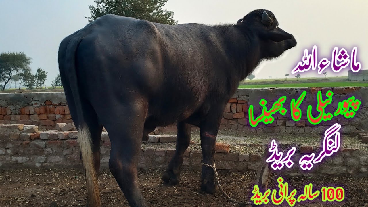Big pure Nili Buffalo's Bull for sale in punjab pakistan on youtube 24 ...