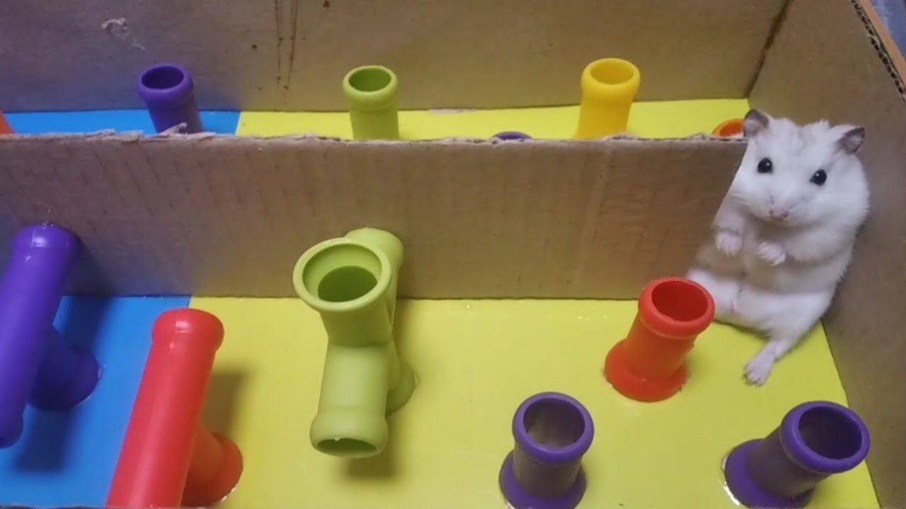 Pool Maze for Hamster - Rainbow Pyramid Maze - YouTube