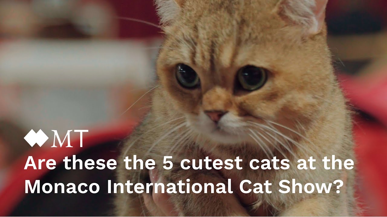 Are these the 5 cutest cats at the Monaco International Cat Show? - YouTube