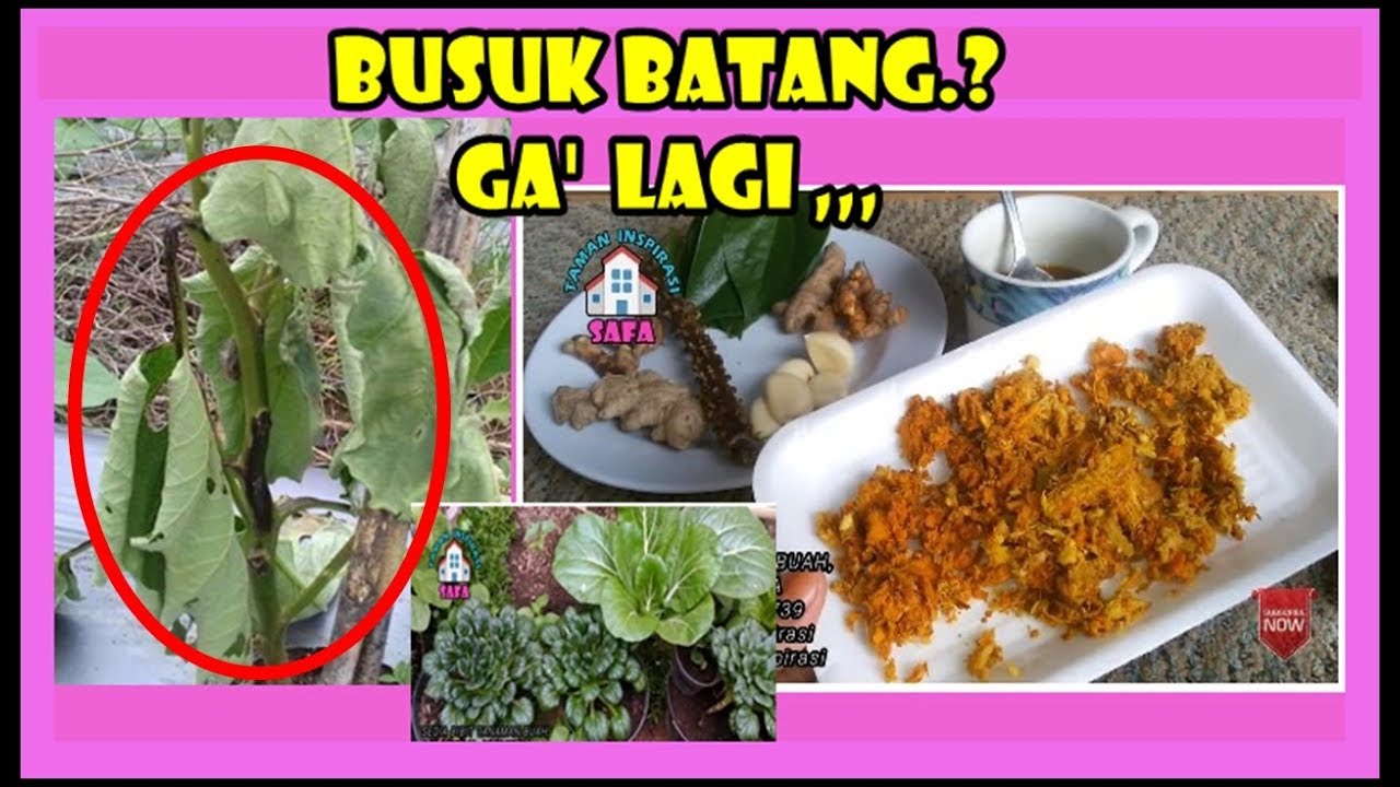 # TIS # TIPS KILAT ATASI BUSUK BATANG, BUNGA-DAUN LAYU RONTOK, SOLUSI ...