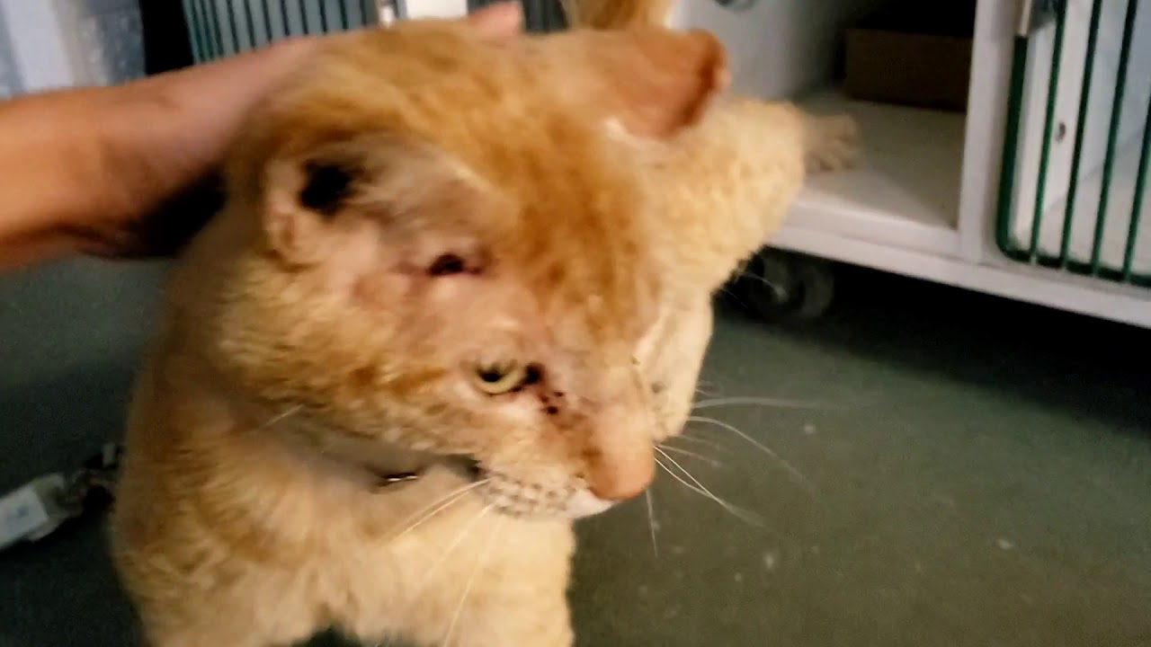 Squeaky Meowing Bruce 92741 - YouTube