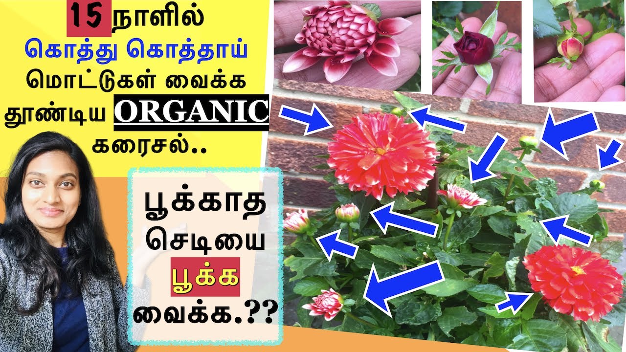 15 நாளில் பூச்செடியில் கொத்து கொத்தாய் மொட்டுகள் பூக்கள் வைக்க தூண்டும் ...