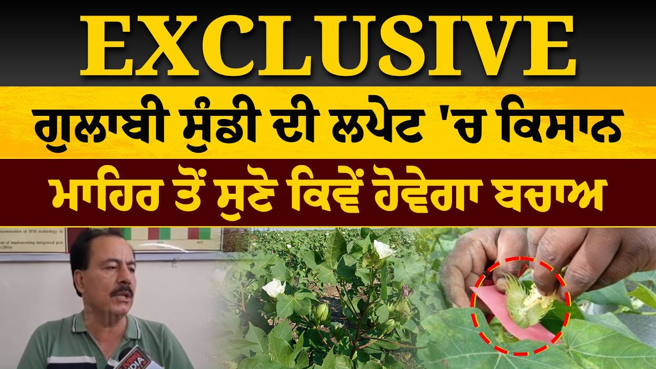 Gulabi Sundi Issue | Pink Sundi attack on Agriculture | Kisan Issue ...