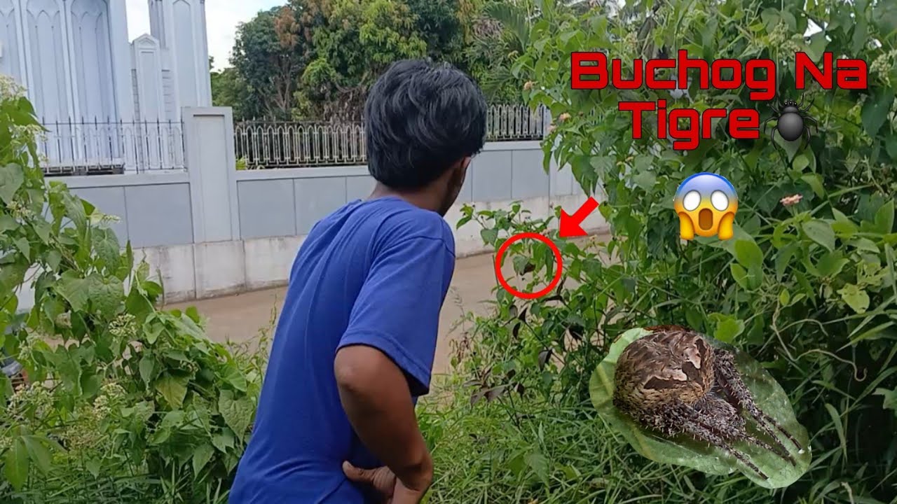 Tamang size ng gagamba🕷....#spider #gagamba #gagambafight #derbi ...