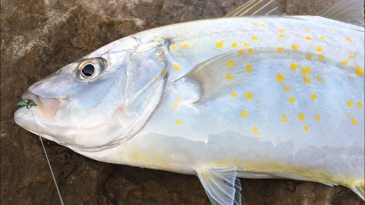 Ultralight Shore Fishing Game/ Emperor/Grouper/OST/ Seabream - YouTube