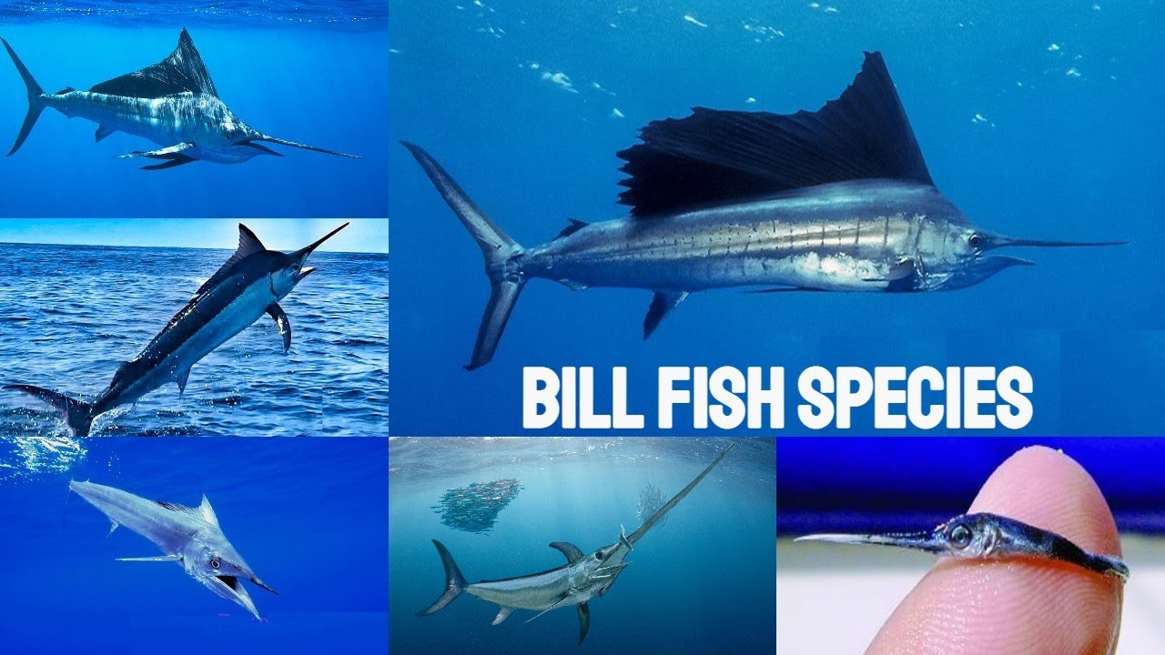 All Bill fish Species/ Types of bill fish ./ complete list of bill fish ...