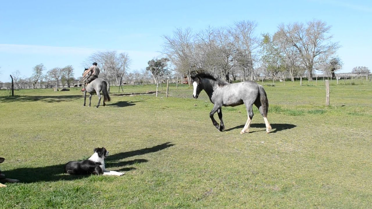 Yegua Criolla pura No inscripta Mora - YouTube