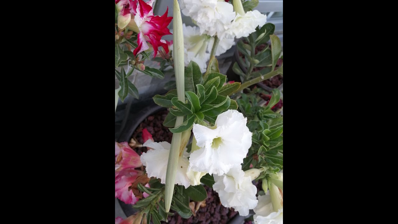 Como germinar semillas de flor del desierto [ Adenium obesum] - YouTube