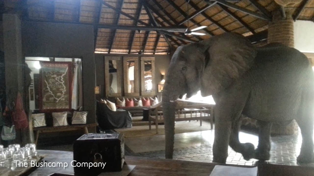 Elephants Walk Through Hotel Reception - YouTube