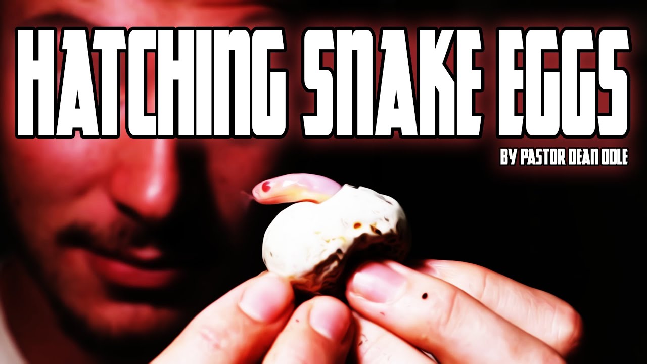 Dean Odle EU - Sermon - Hatching Snake Eggs - YouTube