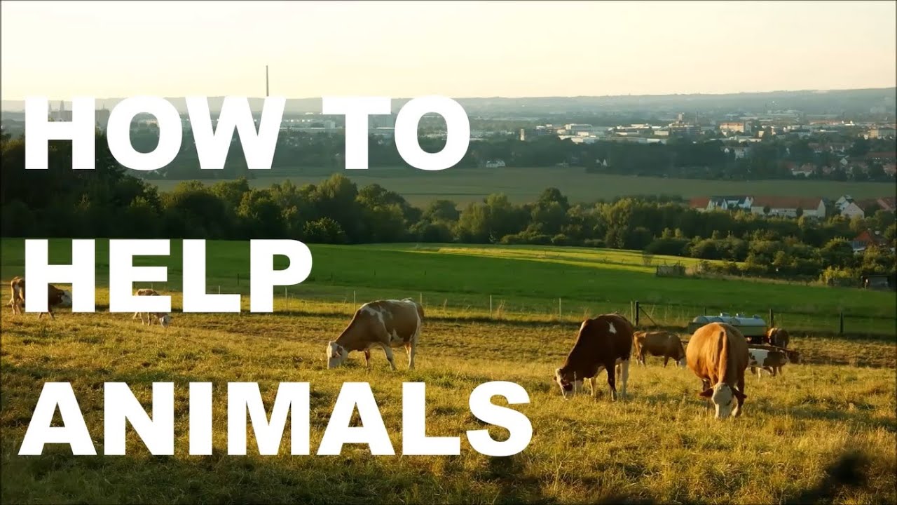 23 Ways You Can Help Animals Right Now! 🐽 - YouTube