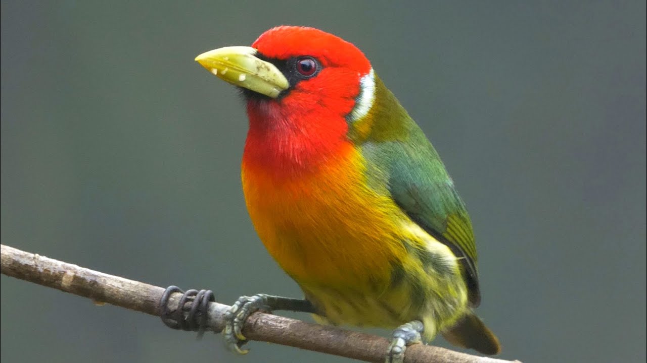 Red-headed Barbet in Colombia - YouTube