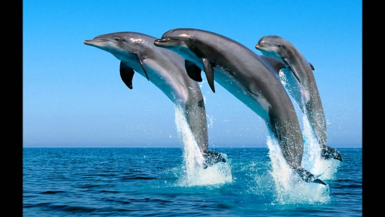 Delfines, criaturas muy inteligentes - YouTube