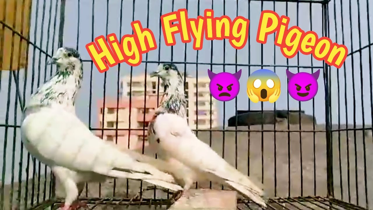 High Flying Pigeon 😱 Top Quality Pigeon . Soumen's world. - YouTube