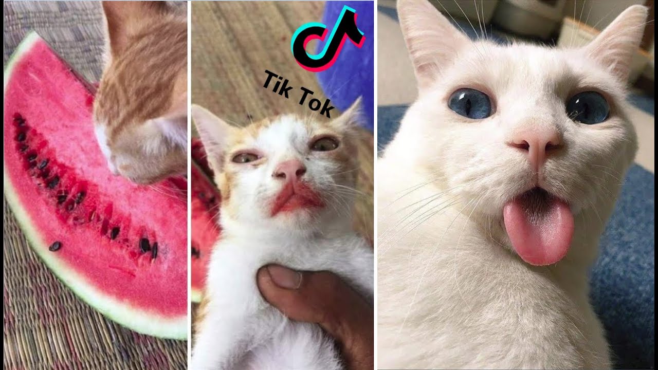 funny cat videos tik tok 2020 - YouTube
