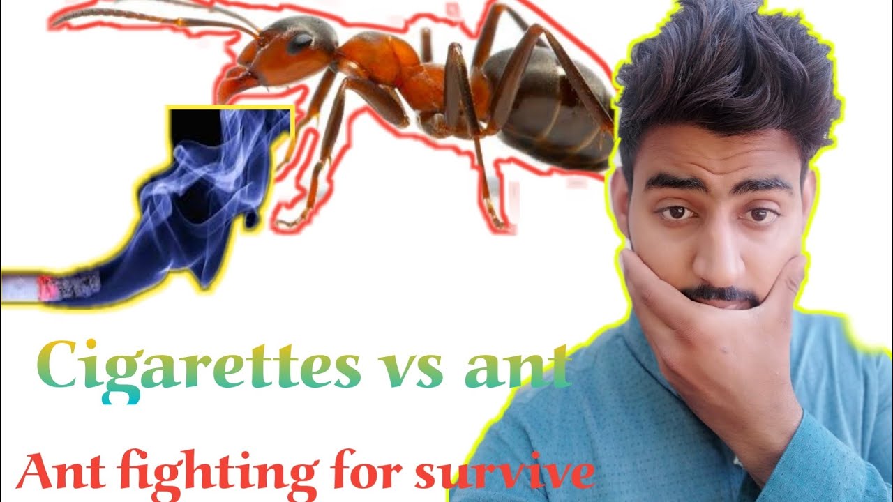 Experiment of cigarette vs Ant | experiment | Bilal Tech - YouTube