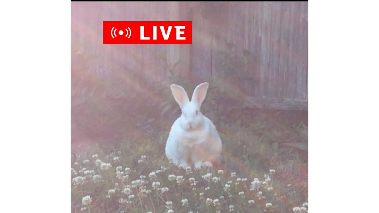 Bunny Cam #live snow white - YouTube
