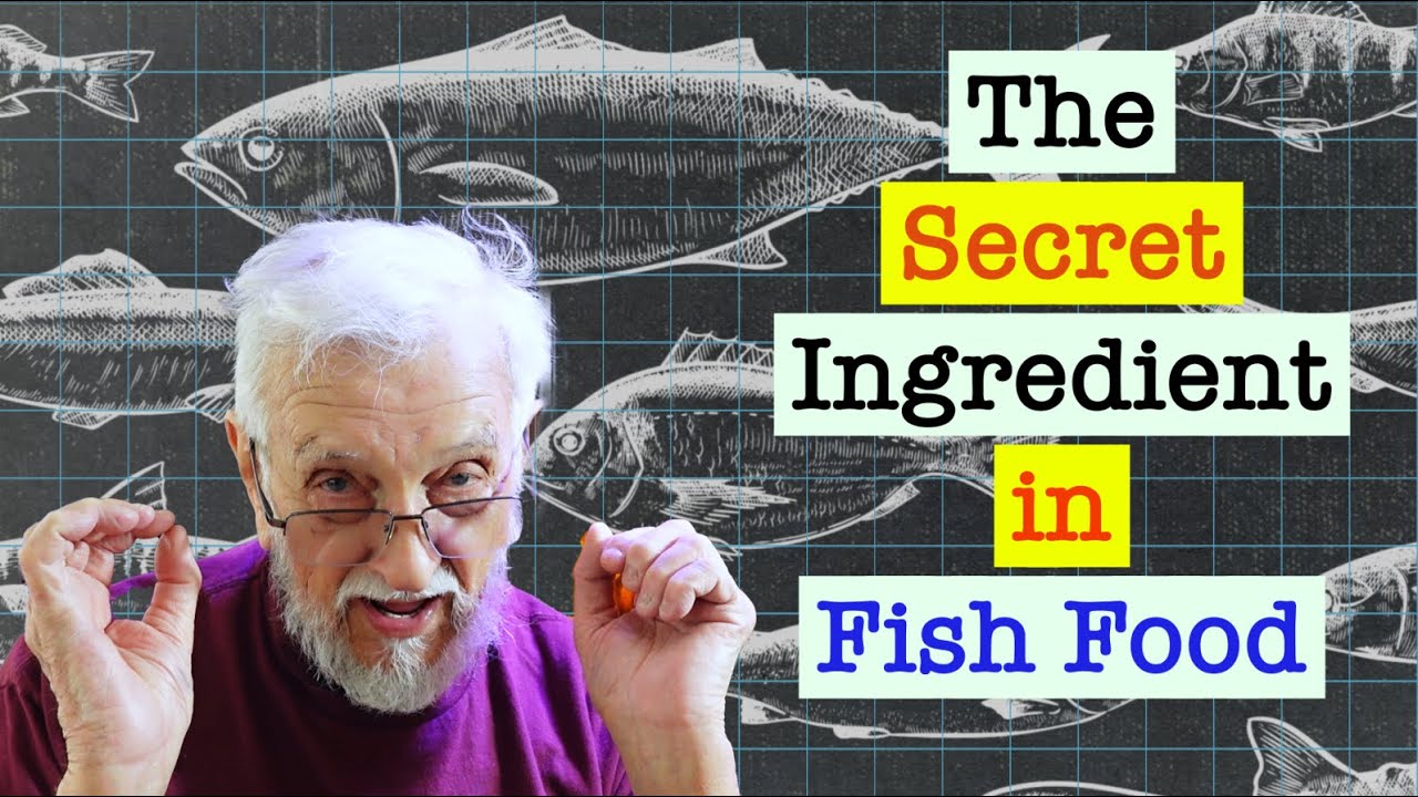 The Secret Ingredient in Fish Food #fishfood #foodweb - YouTube