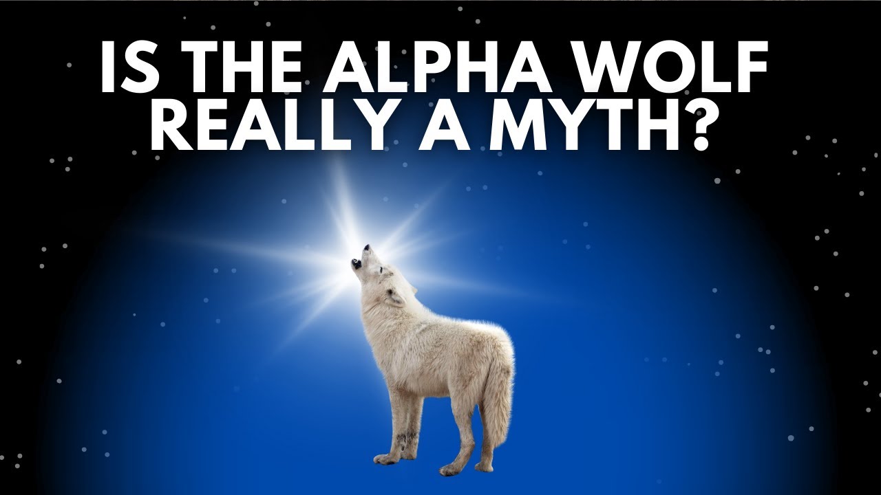 How Do Parasites Make a Timber Wolf Alpha and are Alpha Wolves Real ...