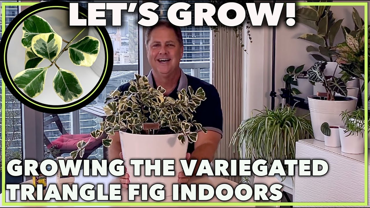 HOW TO GROW THE VARIEGATED TRIANGLE FIG (Ficus triangularis 'variegata ...