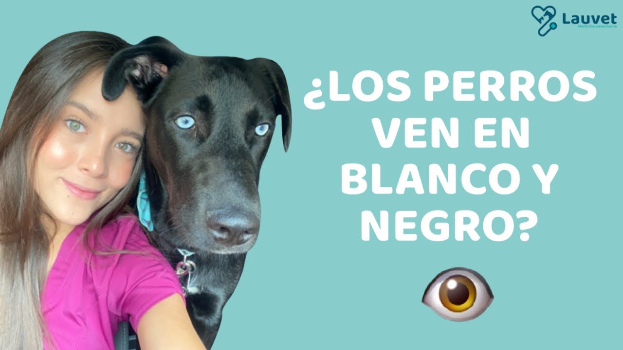 ¿LOS PERROS VEN EN BLANCO Y NEGRO? - Lauvet - YouTube