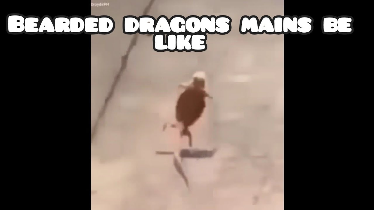 bearded dragon in sar now | super animal royale - YouTube