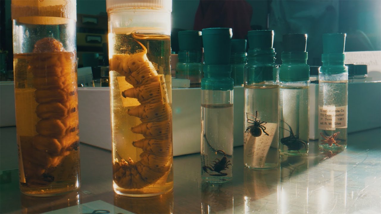 Enns Entomology Museum - YouTube