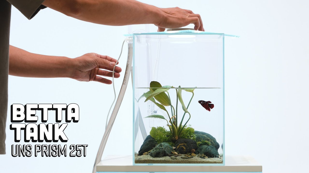 Simple Unique Betta Fish Tank - Ultum Nature Systems Prism - YouTube