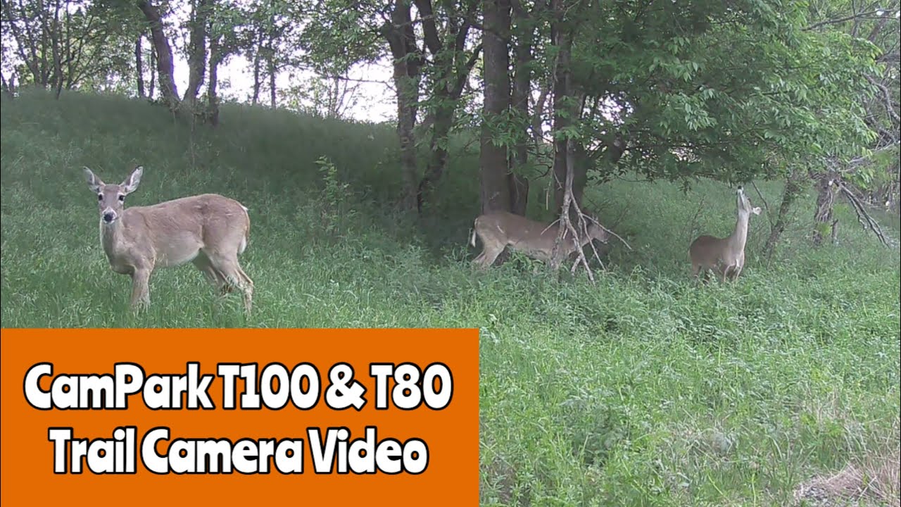 CamPark T100 & T80 Trail Cams Feb/Mar/Apr 2023 - YouTube