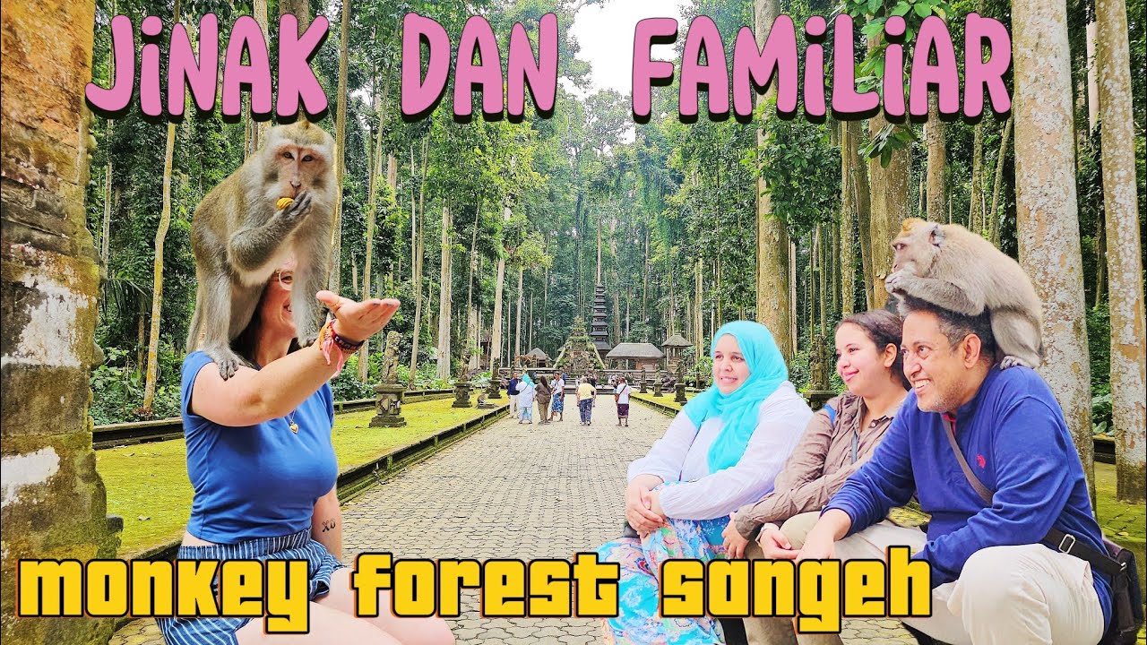 FAMILIAR MONKEY ‼️ WALKING AROUND SANGEH MONKEY FOREST #badung #bali ...