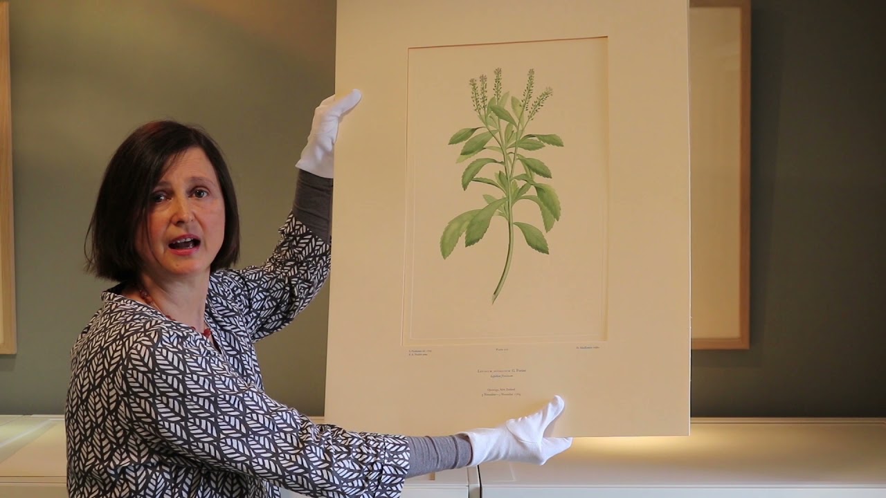 Captain Cook's Cures for Scurvy! - YouTube