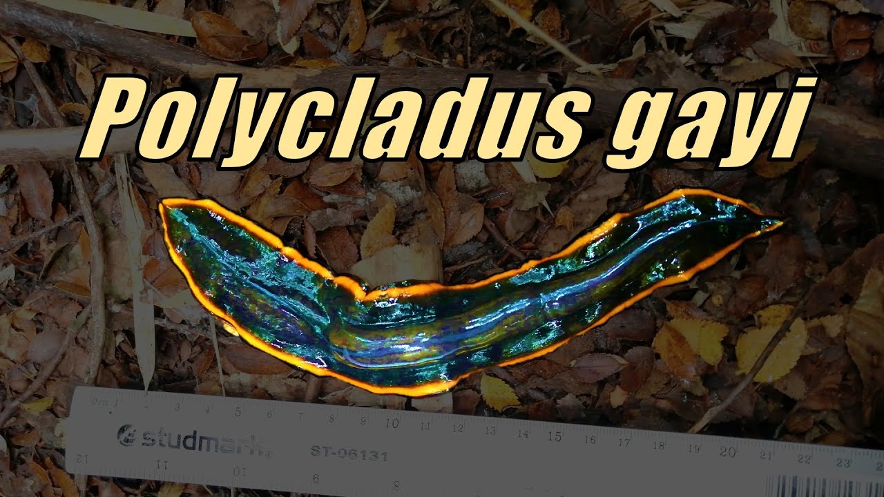Polycladus gayi after a meal - YouTube