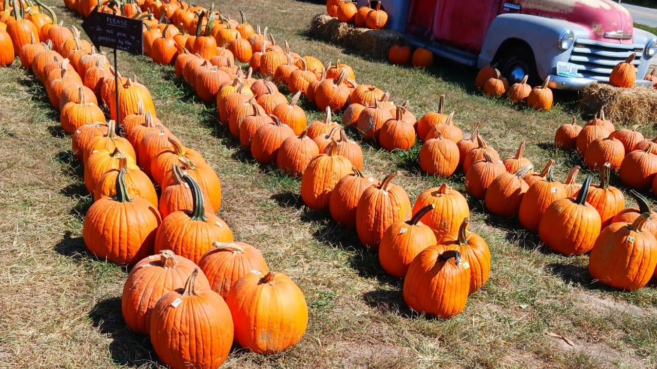 Pumpkin patch 2022 - YouTube