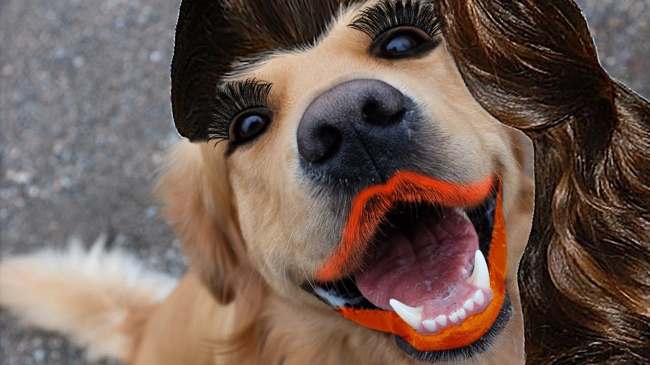 Dog funny editing with photoshop | Dog funny video | Photoshop Tutorial ...