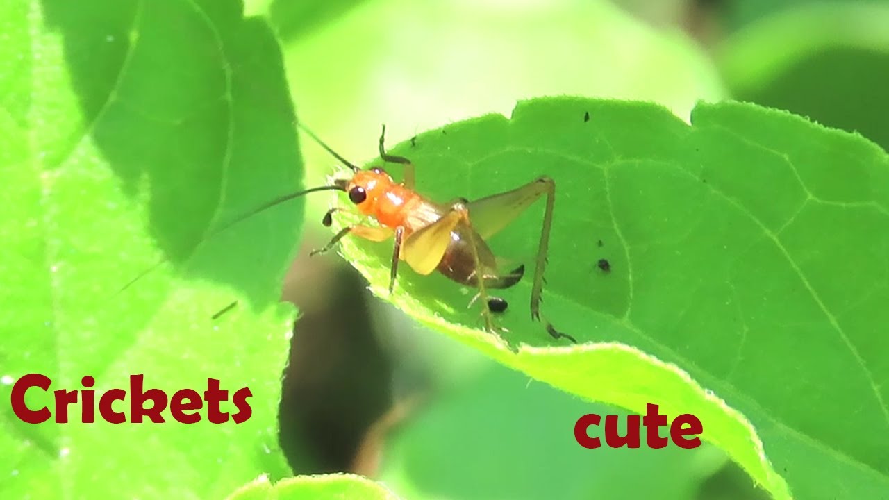 Cute Cricket | lovely animal - YouTube