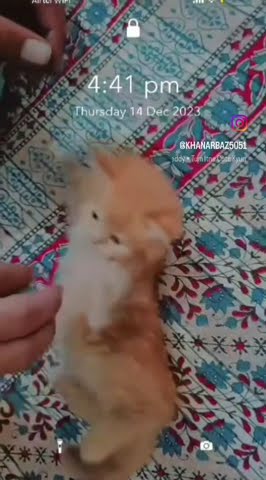 cute pershiyan kitten muezza name of Mohammad Sallahu Aliaihi Wasallam ...