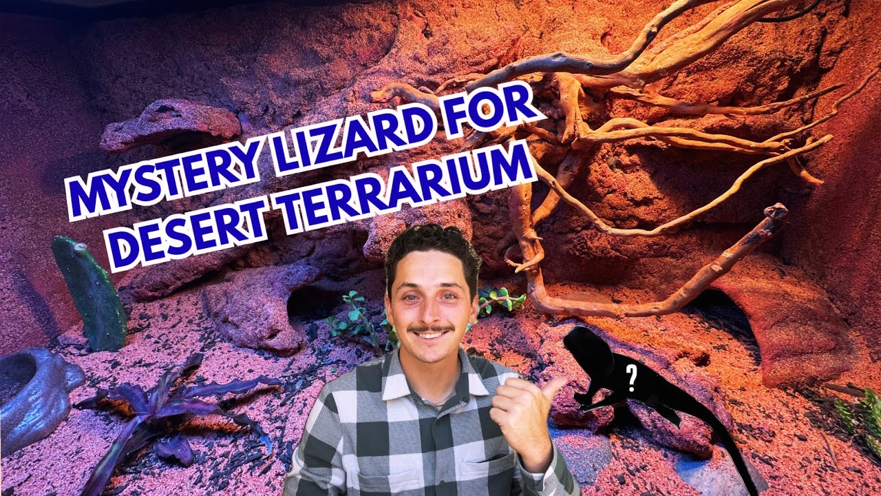 I Built a Desert Bioactive Terrarium for a MYSTERY LIZARD!! - YouTube