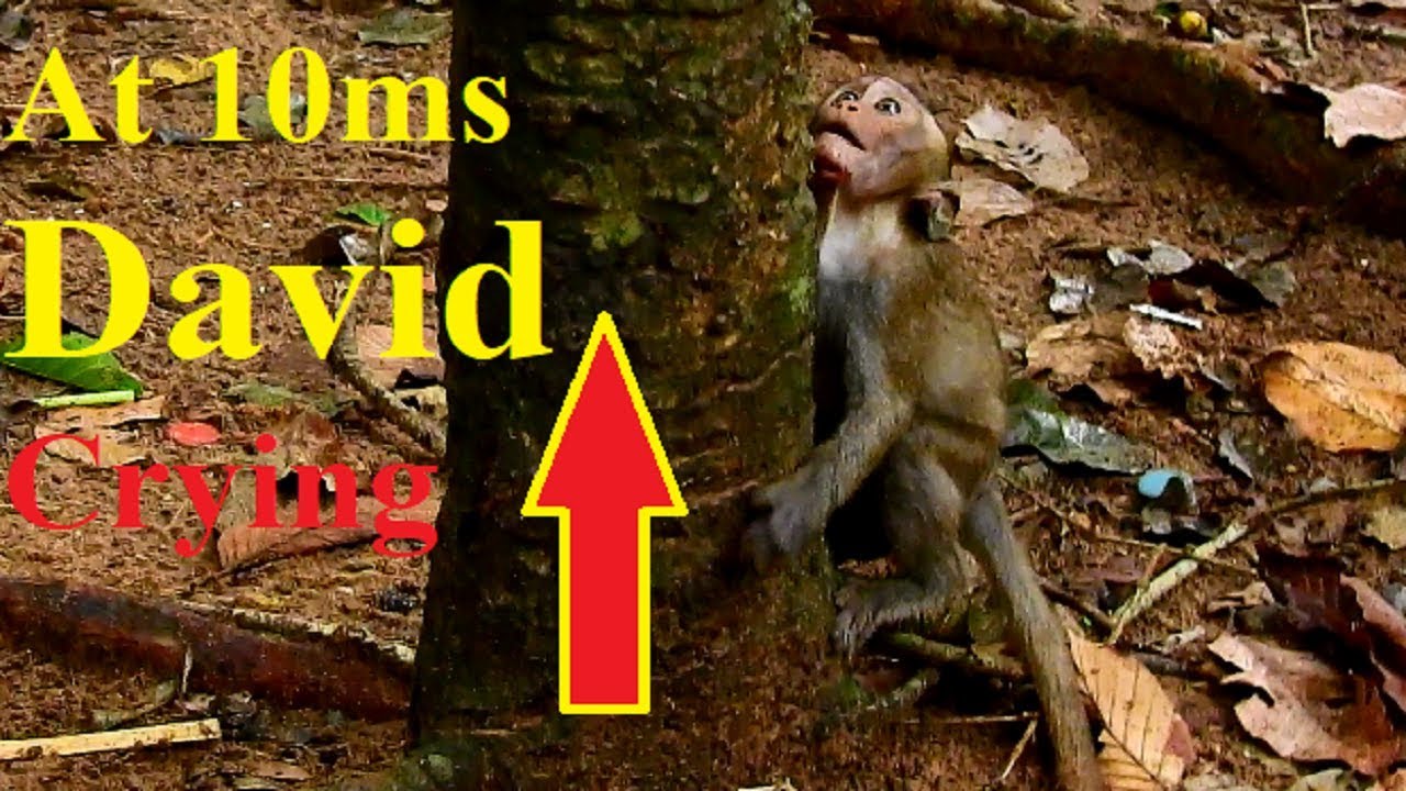 Dark Evening Terrify David! Baby Crying Can't Climb up, Diamond Keep ...