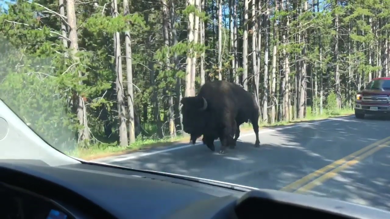 Bison Walking Next to Our Car in Yellowstone - YouTube