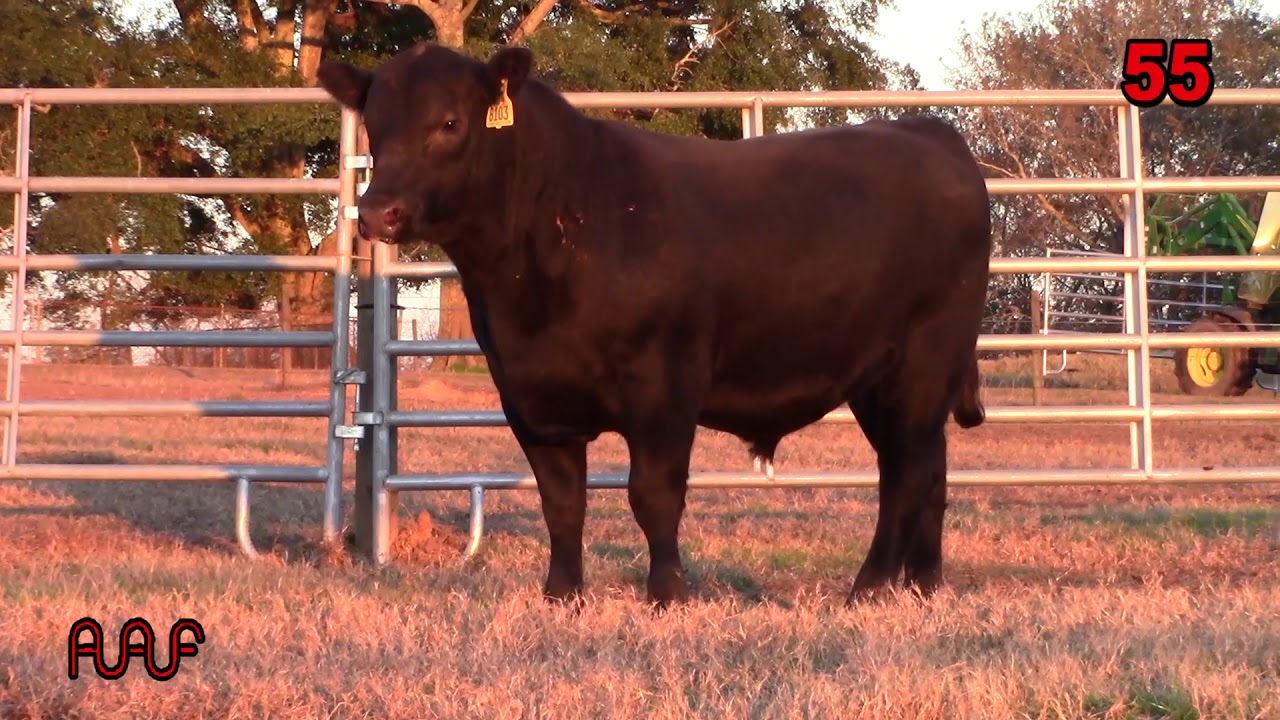 Adams Angus Farm Lot 55 - YouTube