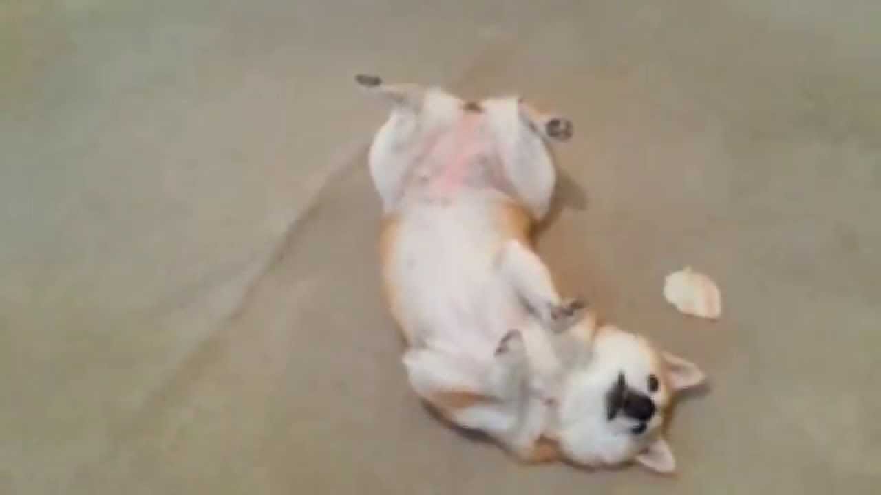 Shiba inu - chikara playing dead - YouTube