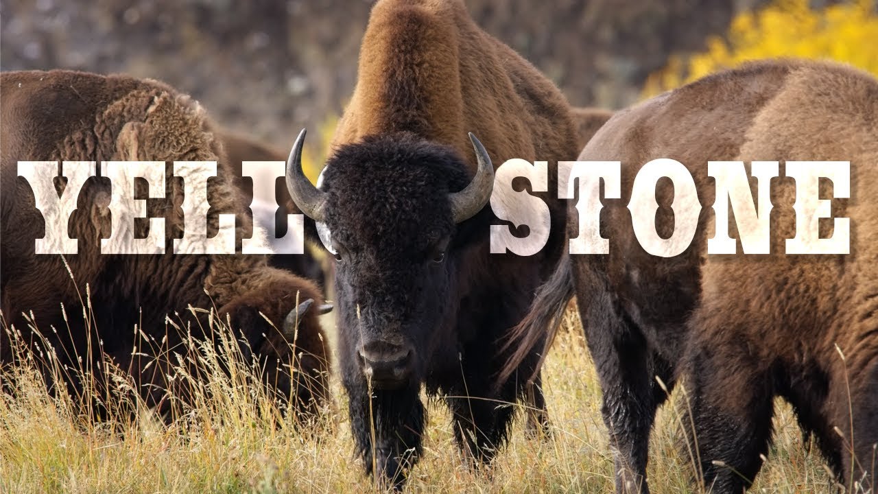Yellowstone National Park in 8K 60P (FUHD) - YouTube