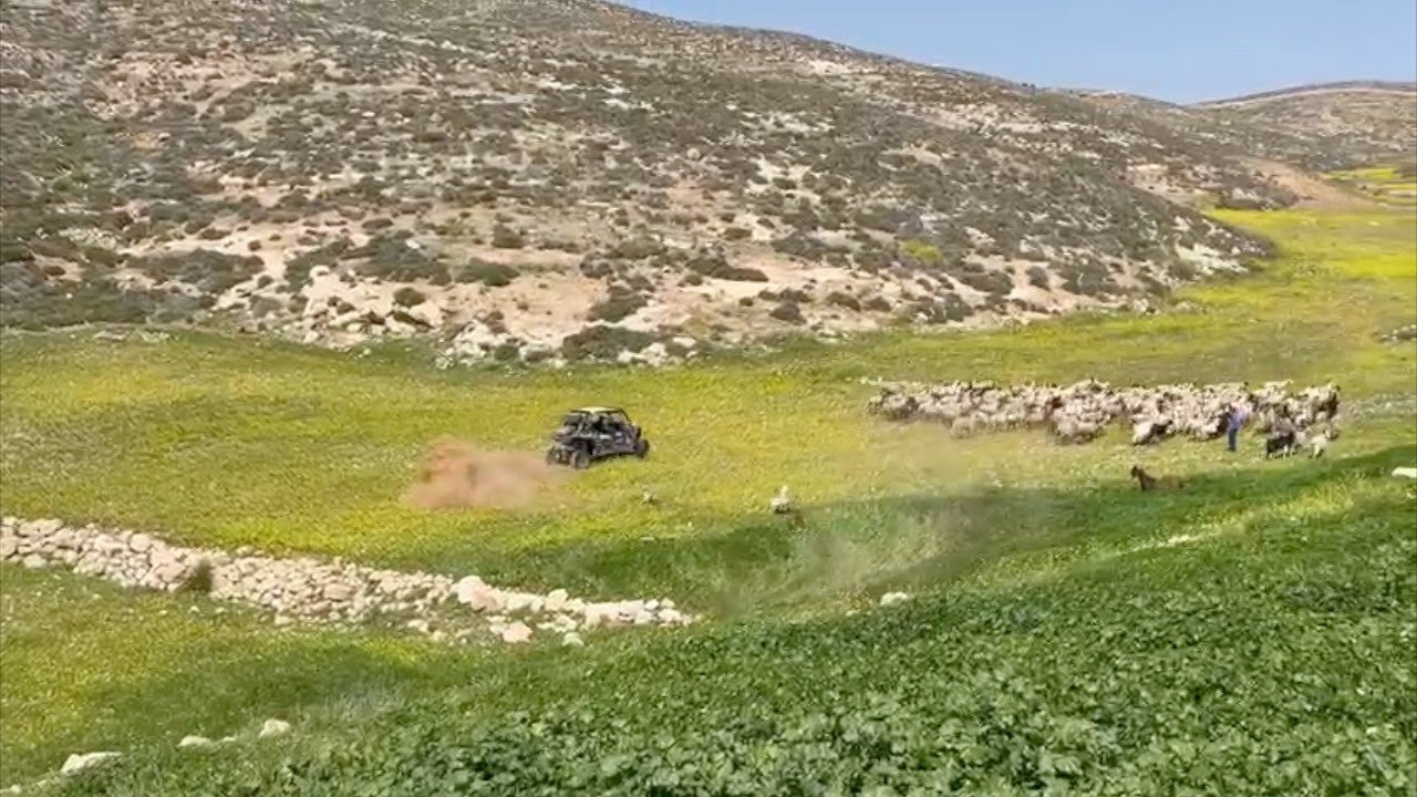Israeli settler drives on cultivated Palestinian land, scattering flock ...