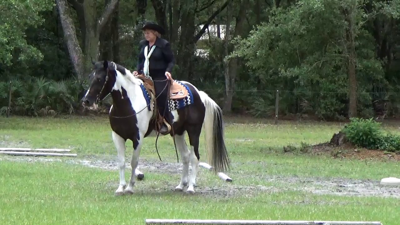 Walk Trot Trail Class for E-Show by Paint Association for May 18 of ...