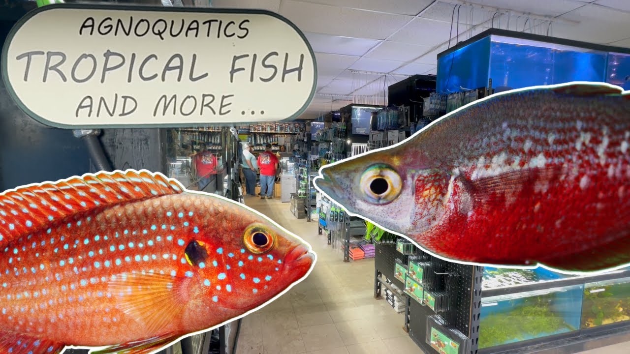 Discover The Magic Of Agnoquatics: A Small Fish Store With Big Appeal ...