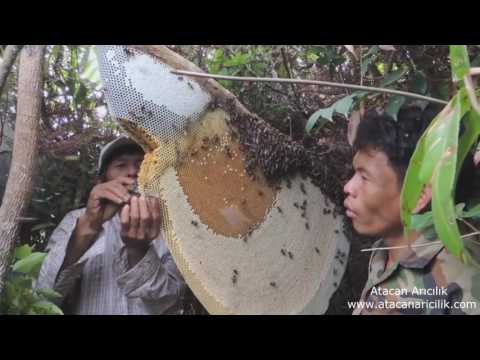 Kamboçya'da Kırsaldaki Halkın Yaptığı Bereketli Bal Hasadı // www.atacanaricilik.com