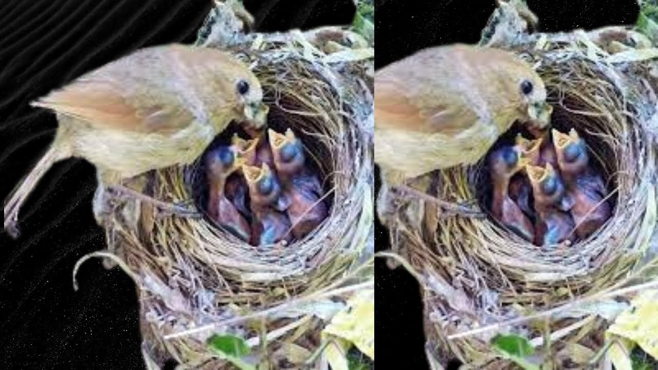 Bird hatching and brooding (HD) - YouTube